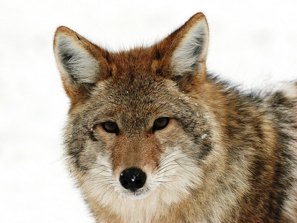 50 Breathtaking and Beautifully Captured Wildlife Photographs