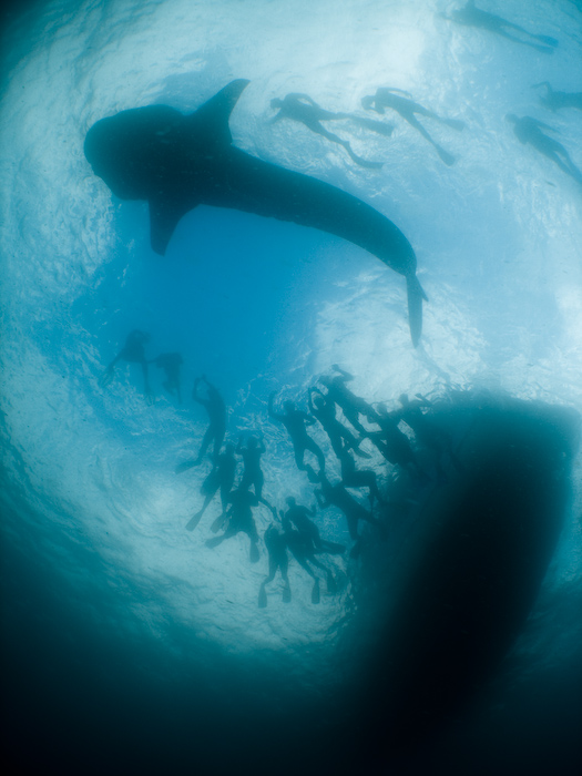 Incredible Collection of Whale Photos - Magnificent Nature at Its Best