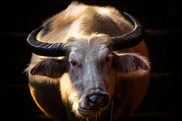 50 Breathtaking and Beautifully Captured Wildlife Photographs