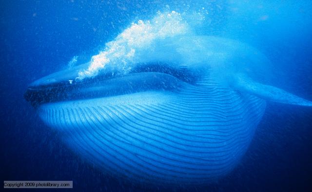 Incredible Collection of Whale Photos - Magnificent Nature at Its Best