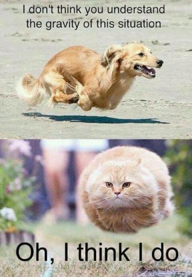 25 Funny Animal Memes To Make You Laugh Till You Drop 25 Funny Animal Memes To Make You Laugh Till You Drop