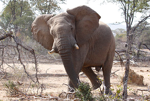 24 Most Rare African Elephants Photos That You Have Never Seen on Net