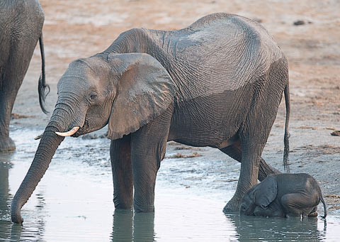 24 Most Rare African Elephants Photos That You Have Never Seen on Net