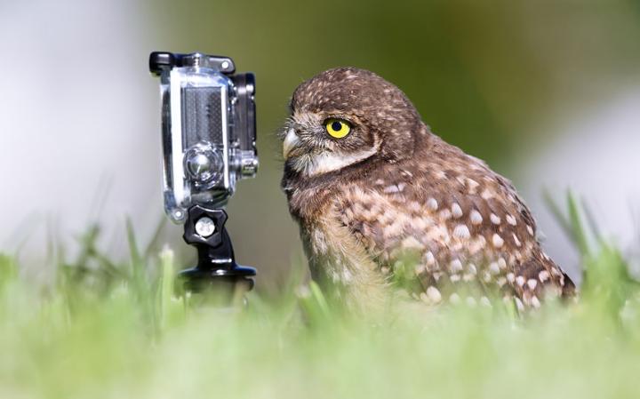 Most Incredible Wildlife Photos - 20 Must See Funny Photos on Net