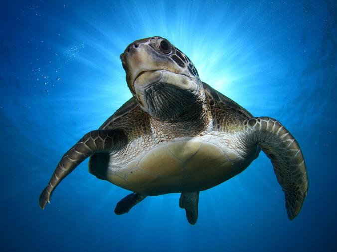 Amazing Underwater Animals- The Photos That Are Lovely
