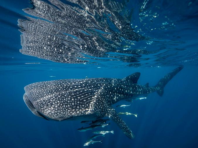 Amazing Underwater Animals- The Photos That Are Lovely