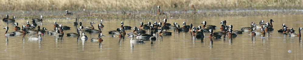 54 Photos of The Endangered Migrant Ducks That Are Hunted Down ...