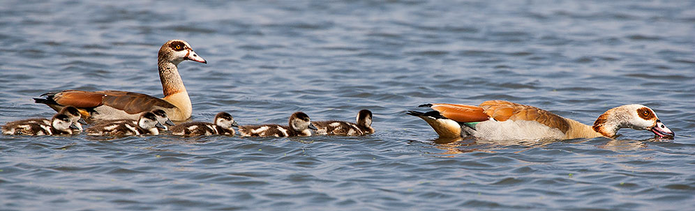 54 Photos of The Endangered Migrant Ducks That Are Hunted Down ...