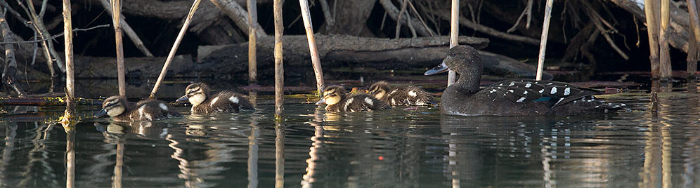 54 Photos of The Endangered Migrant Ducks That Are Hunted Down ...