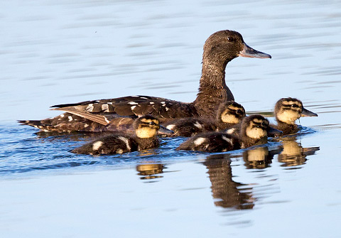 54 Photos of The Endangered Migrant Ducks That Are Hunted Down ...