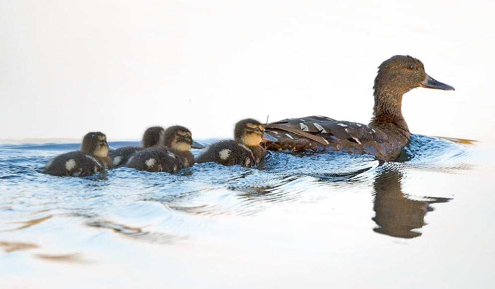 54 Photos of The Endangered Migrant Ducks That Are Hunted Down ...