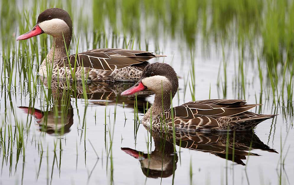 32 More Photos of Migrant Ducks That Are Massively Hunt Down