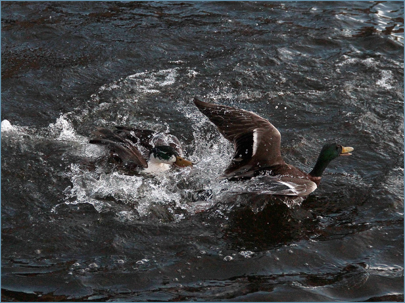 25 Bird Fights Caught On Camera - The Photos That Reveal Birds Fight ...