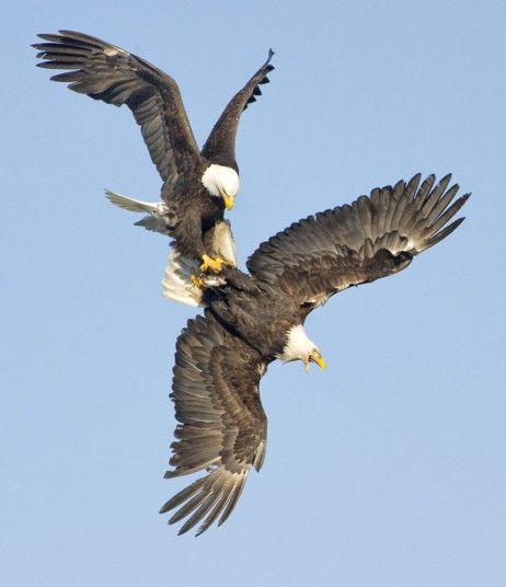 25 Bird Fights Caught On Camera - The Photos That Reveal Birds Fight ...