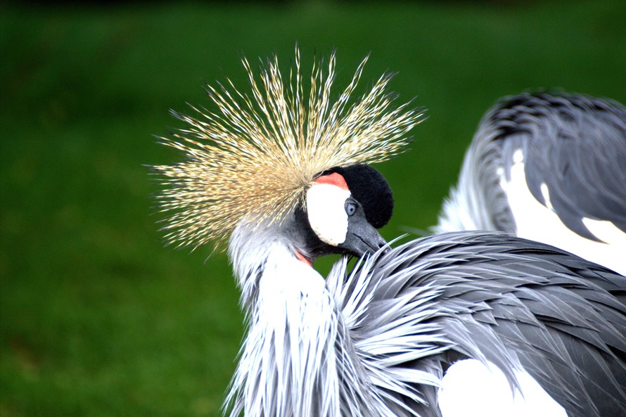 Animals Angry Mood Caught on Camera in The Wild- 26 Best Photos