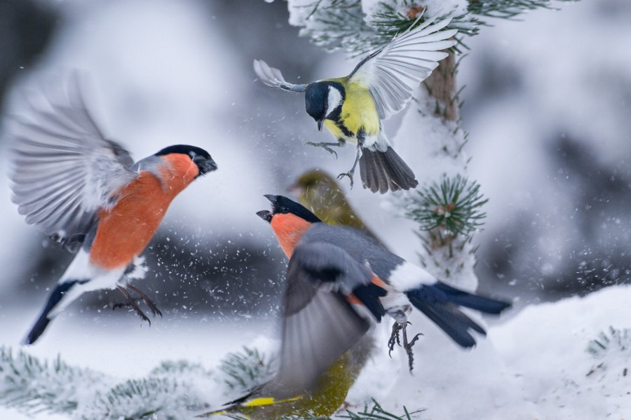 25 Bird Fights Caught On Camera - The Photos That Reveal Birds Fight ...