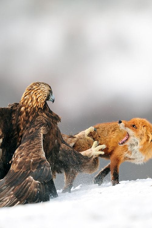 25 Bird Fights Caught On Camera - The Photos That Reveal Birds Fight ...