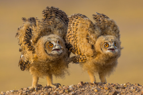 25 Bird Fights Caught On Camera - The Photos That Reveal Birds Fight ...