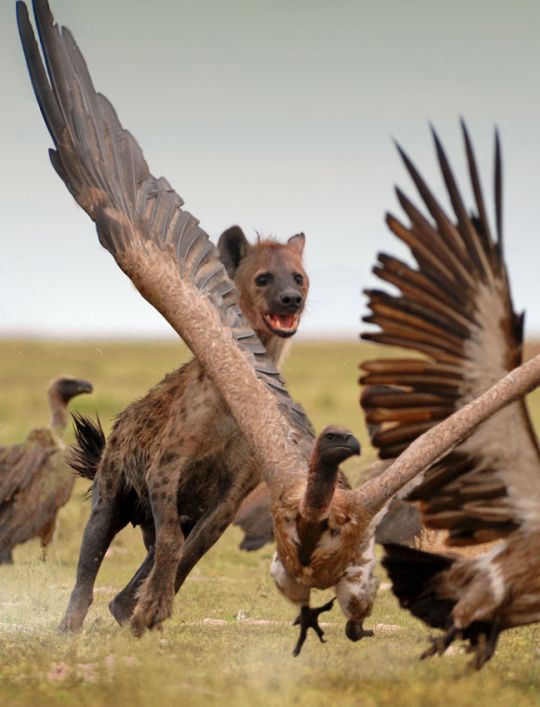 25 Bird Fights Caught On Camera - The Photos That Reveal Birds Fight ...