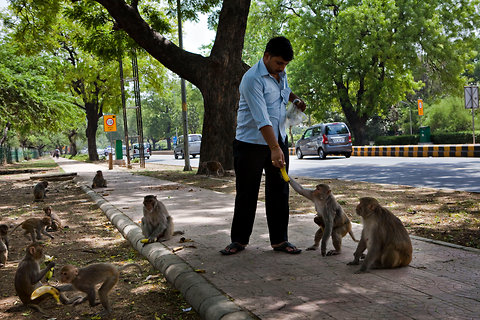 12 Photos That Prove Population of Monkeys is Greater Challenge to ...