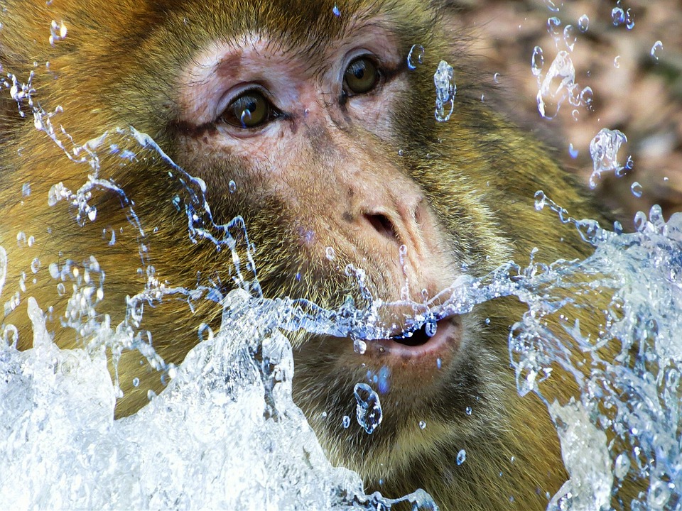 19 Perfect Wildlife Photos That Show Animals Caught in The Act on ...