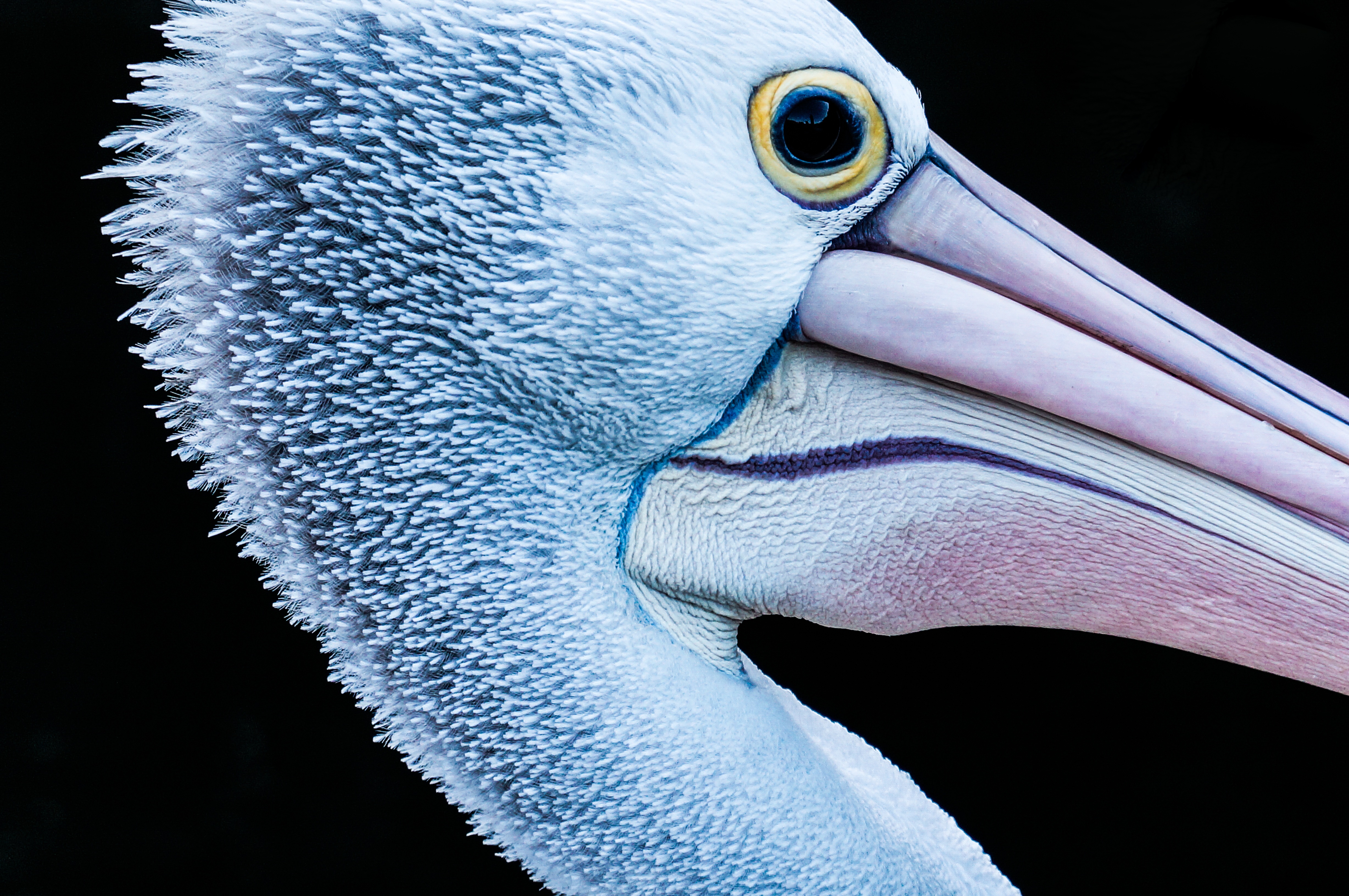 10 Amazing Photos Taken in The Wild