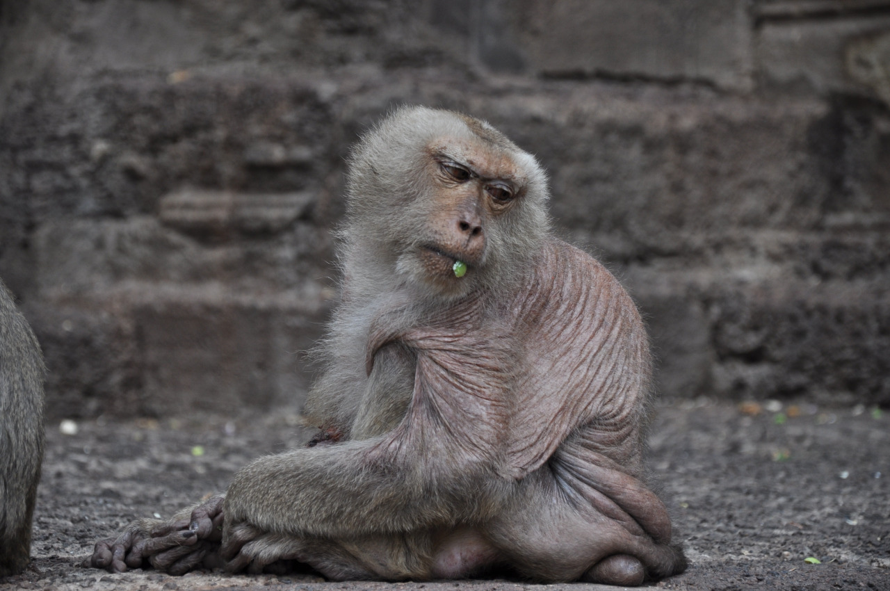 12 Photos That Prove Population of Monkeys is Greater Challenge to ...