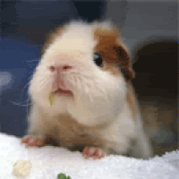 19 Great Animal Gifs of All Time
