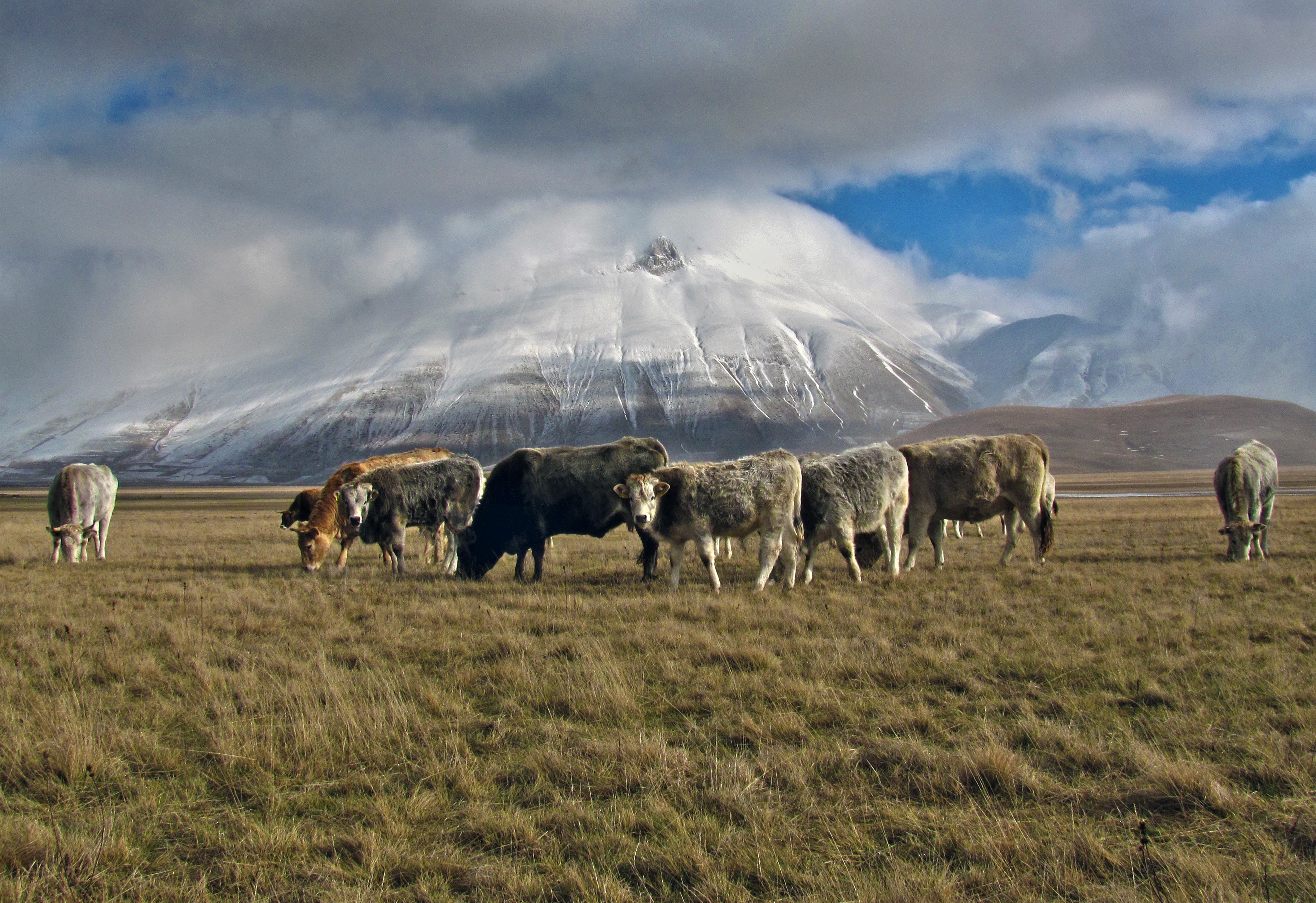 13 Beautiful Photos of Livestock