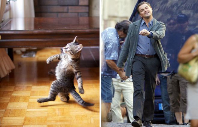 Cats Imitating People And They Are Damn Good at it