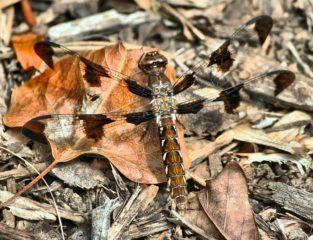 Camouflaging Insects Look Exactly Like Environs Around
