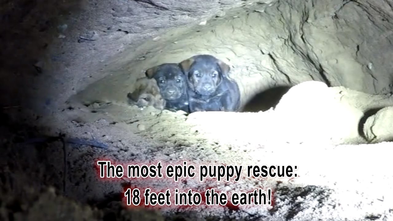 Rescuers Save 11 Puppies From The Underground Cave Dug By Their Mother