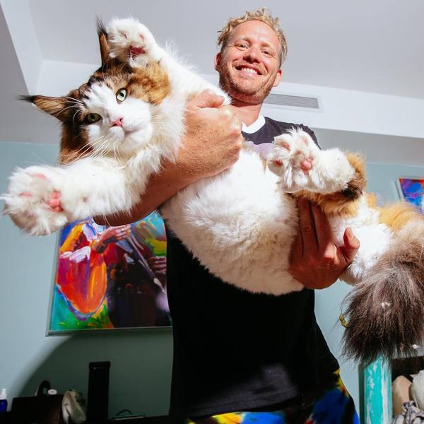 20 Photos Of The World s Largest Pet Cats You Have Never Seen Before 20 Photos Of The World s Largest Pet Cats You Have Never Seen Before