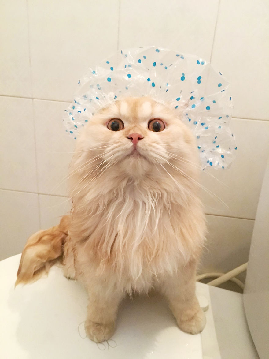 This Cat Loves Taking Shower