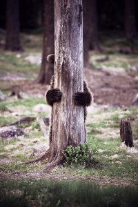 10 Of The Sneakiest Pictures Of The Sneakiest Animals You'll Ever See
