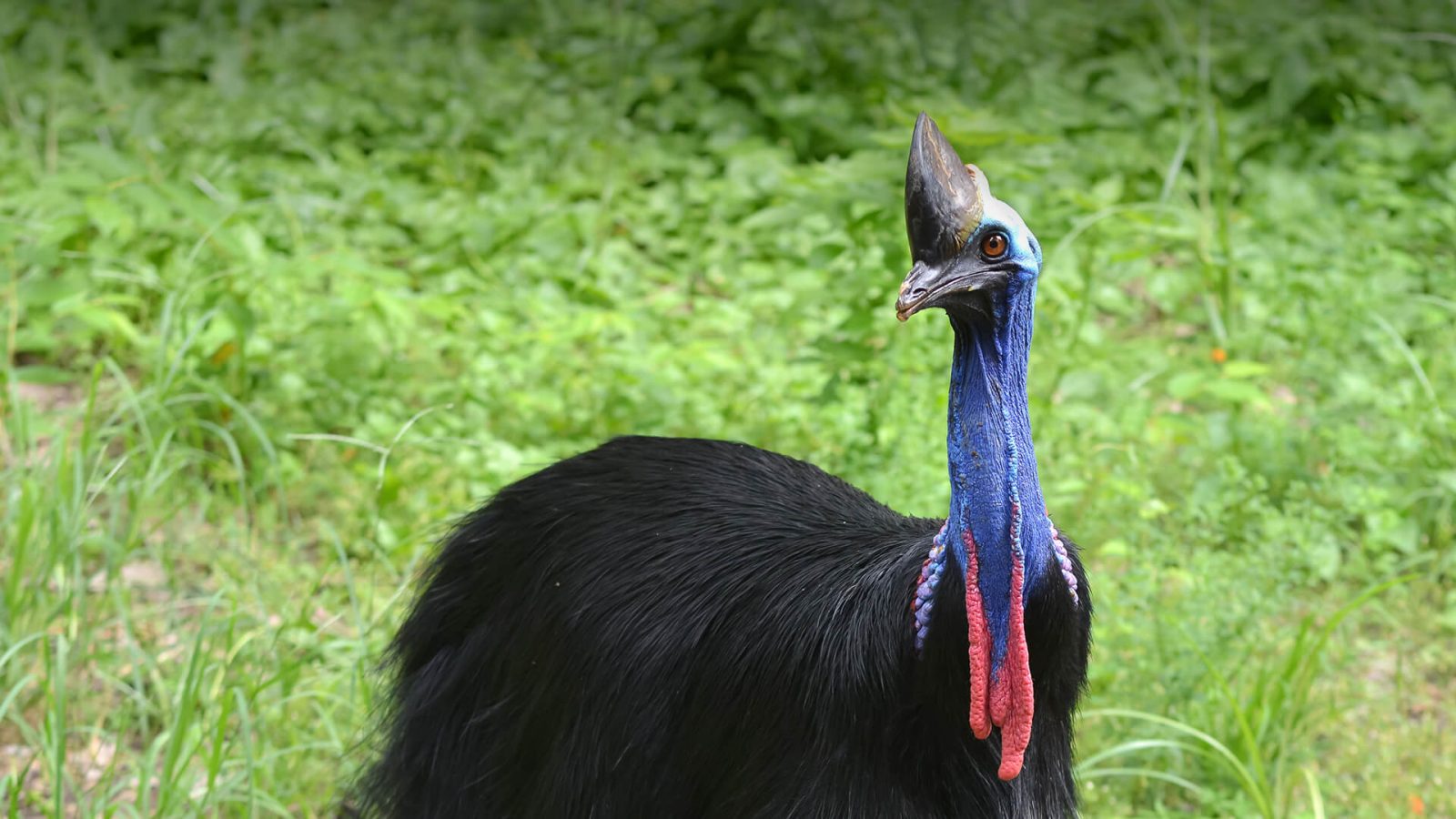 9 Creepiest Animals You Might Come Across In Australia