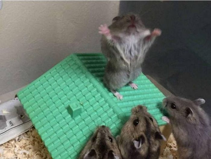 33 Amazing Animals That Will Surprise You