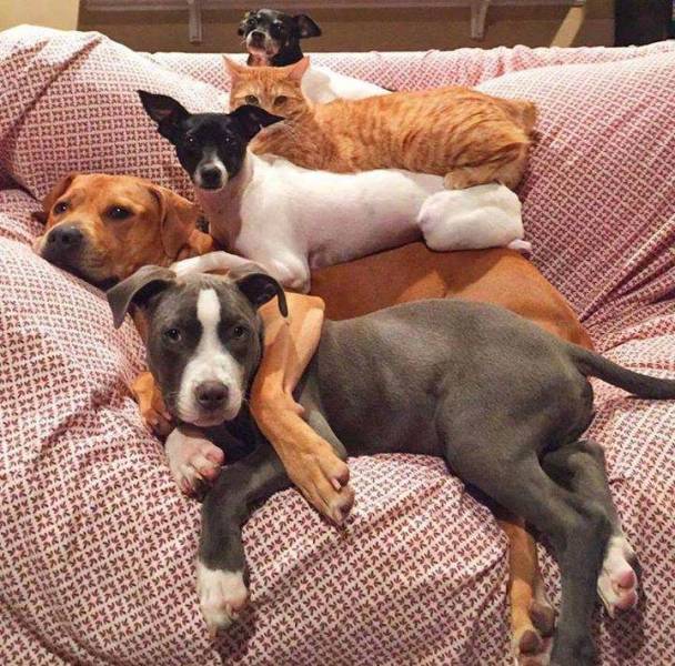 33 Amazing Animals That Will Surprise You