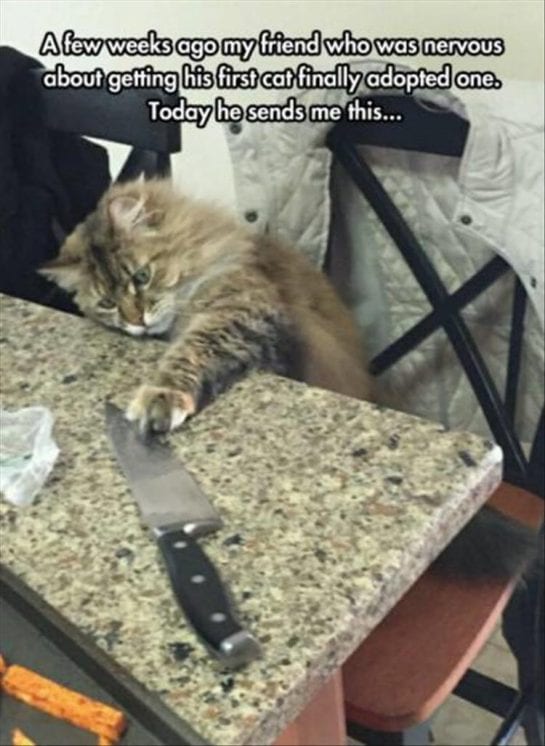 30+Funny Animal Stories - Animals Picture Stories