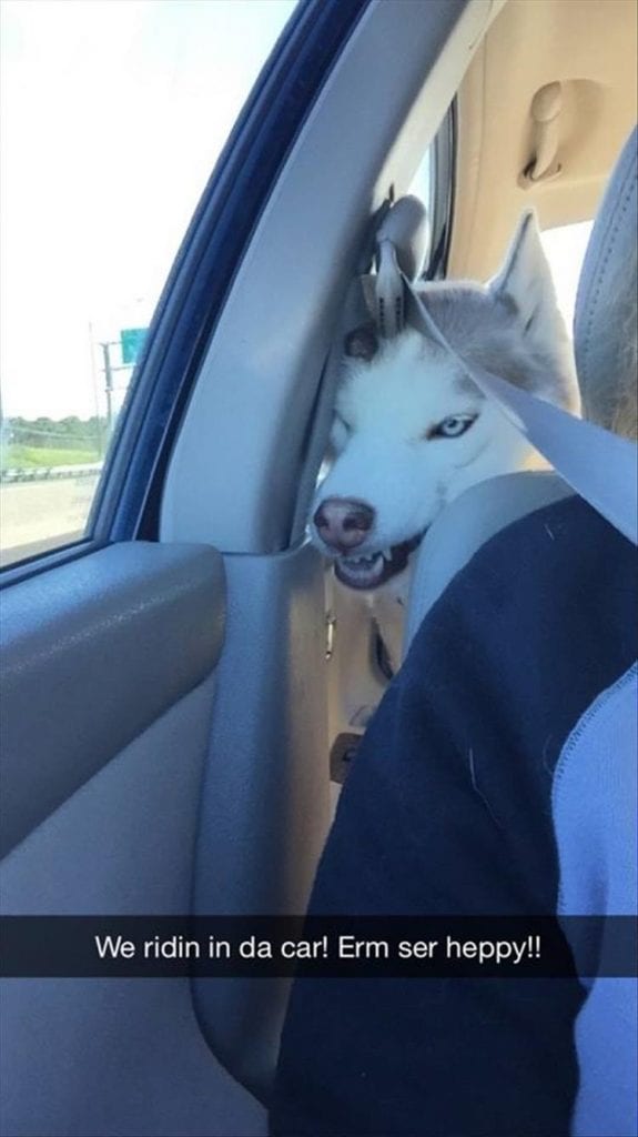 30+Funny Animal Stories - Animals Picture Stories