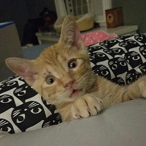 50 Cats Confessing Crimes - Funny Cat Shaming