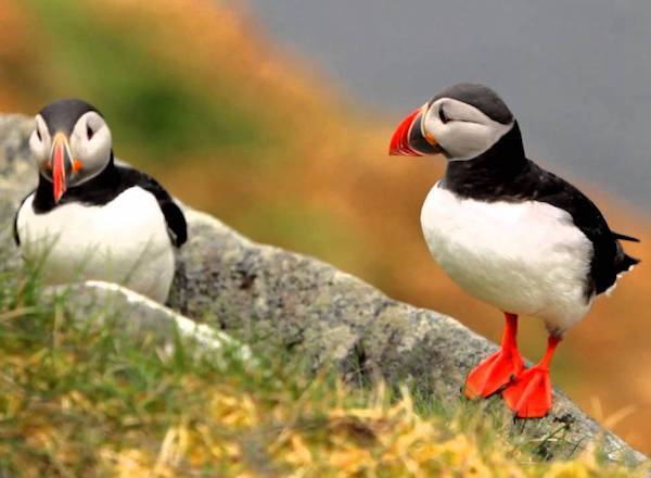 18 Animal Islands Where Animals Have Outnumbered Humans - Islands With ...