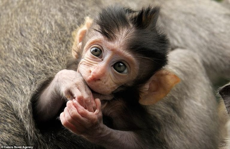 These 15 Animals Are Having Bad Hair Day And They Have Sported The Best ...