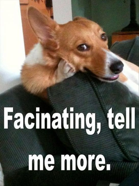 44 Funny Animal Memes With Captions - Animal Photos with Funny Captions