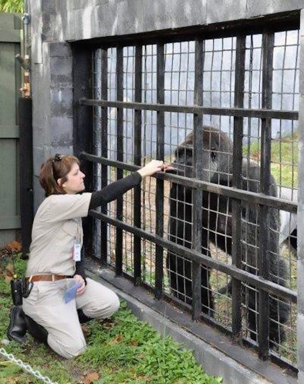 Why Was Harambe Gorilla Killed Cincinnati Zookeeper Reveals Finally