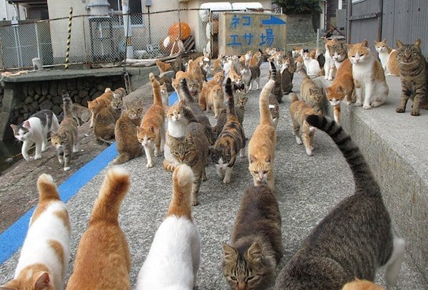 18 Animal Islands Where Animals Have Outnumbered Humans - Islands With ...