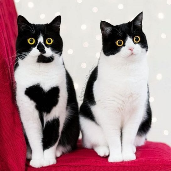 Izzy And Zoe Cats of Instagram - The Tail of Sisfurs of Viral Age