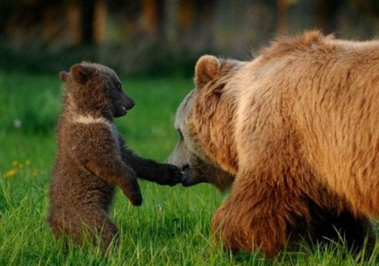33 WTF Animals Photos That Will Make You Lol