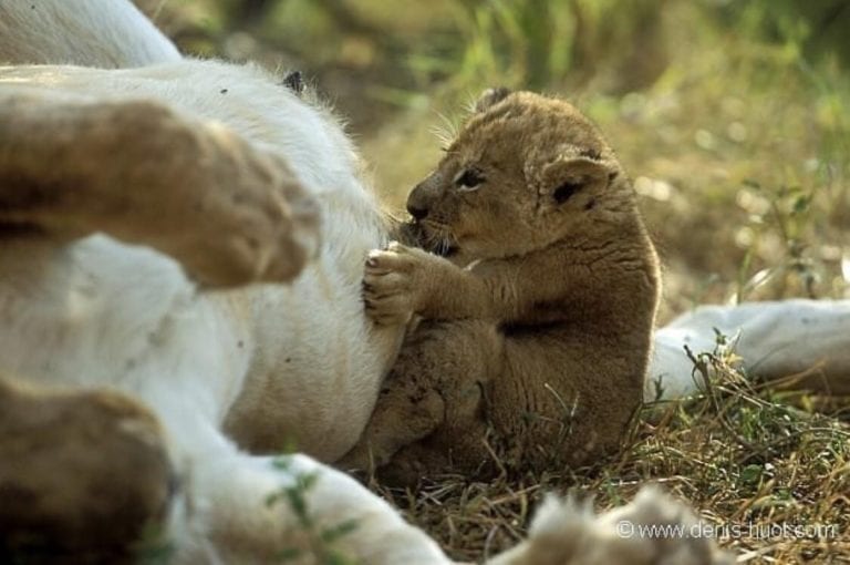 30 Cute Animal Cubs