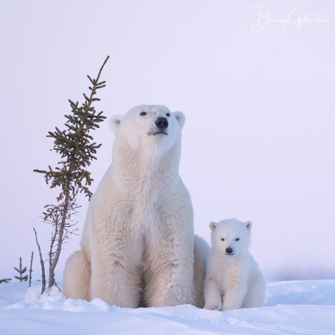 30 Cute Animal Cubs